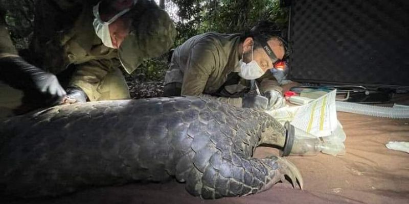 Afrique centrale : Le pangolin le plus gros au monde se trouve au Gabon ...